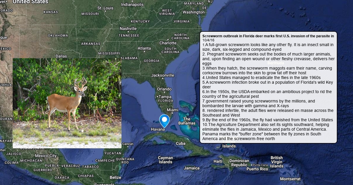Screwworm outbreak in Florida deer marks first U.S. invasion of the parasite in 30 years ...